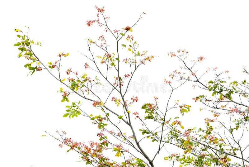 Tree on White stock image. Image of flowers, leaves, tree - 11859665
