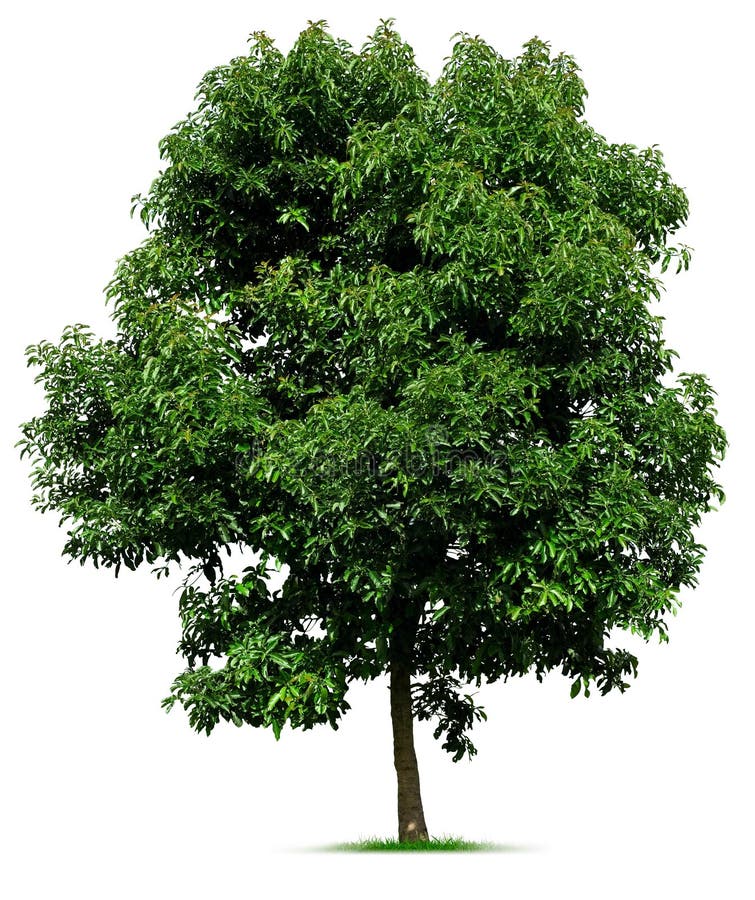 Tree on white stock image. Image of natural, tree, garden - 28055139