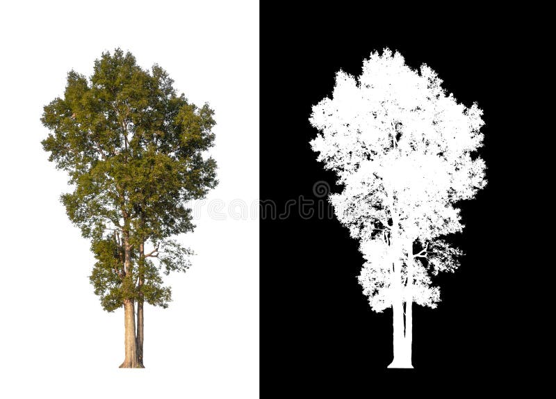 3,307 Oak Tree Alpha Stock Photos - Free & Royalty-Free Stock Photos ...