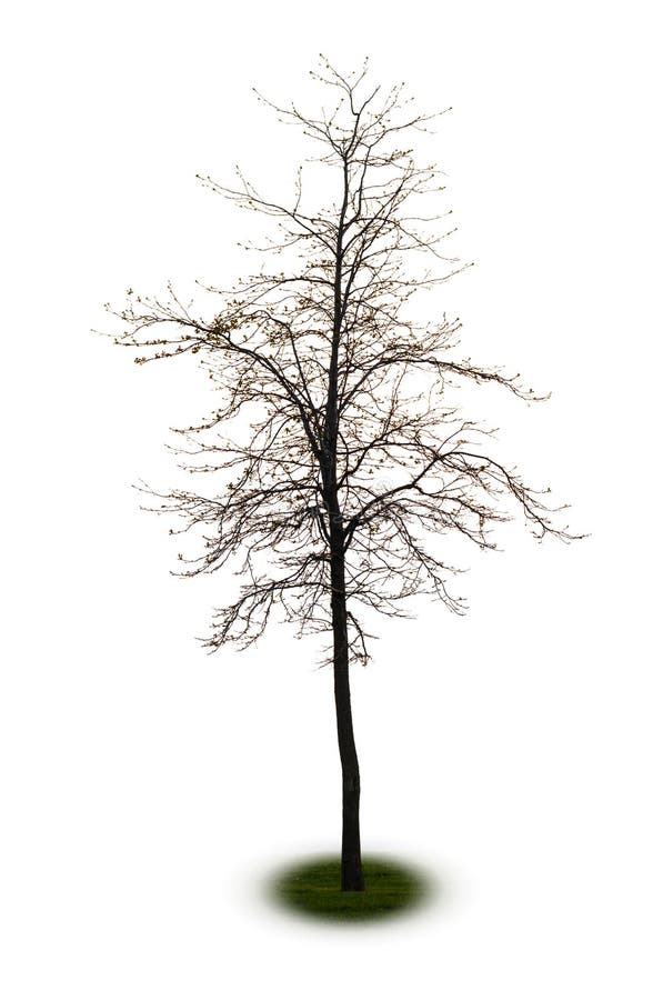 Fall Tree White Background