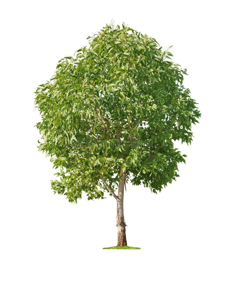 Tree on white background stock photo. Image of summer - 19101070