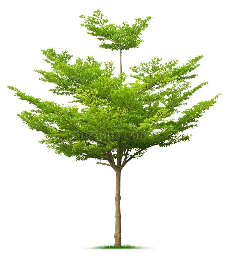 A Tree with a White Background No12 Stock Image - Image of branch ...