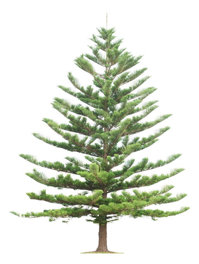 Single fir tree stock photo. Image of summer, natural - 16178752