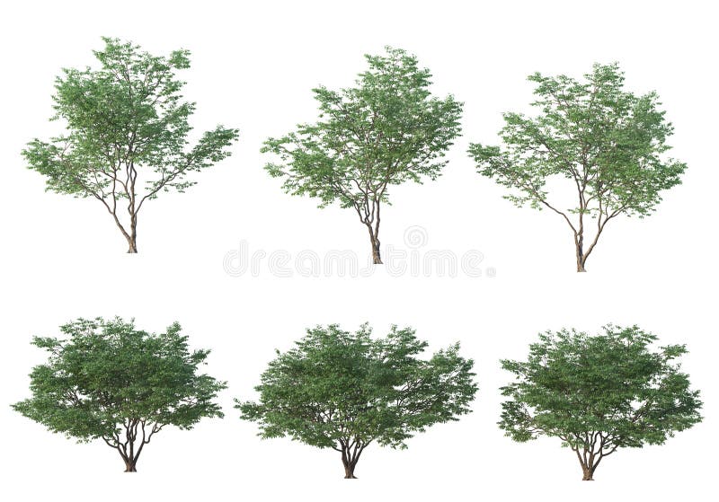 Tree on a white background stock illustration. Illustration of plant ...