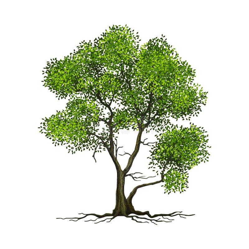 Tree on white background stock vector. Illustration of icon - 76129019