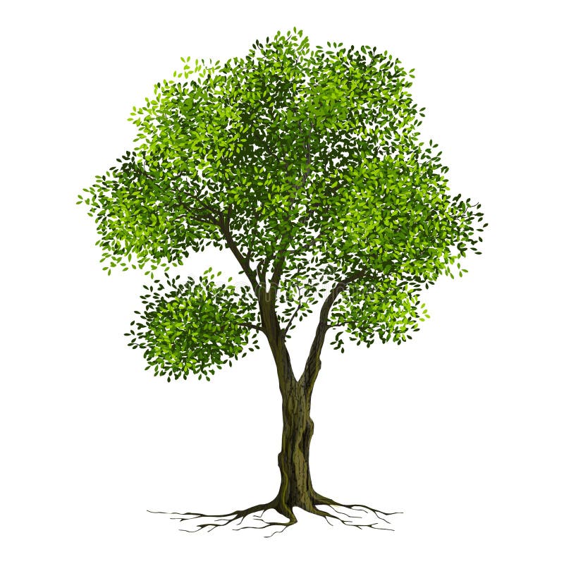 Tree on white background stock vector. Illustration of color - 76129029