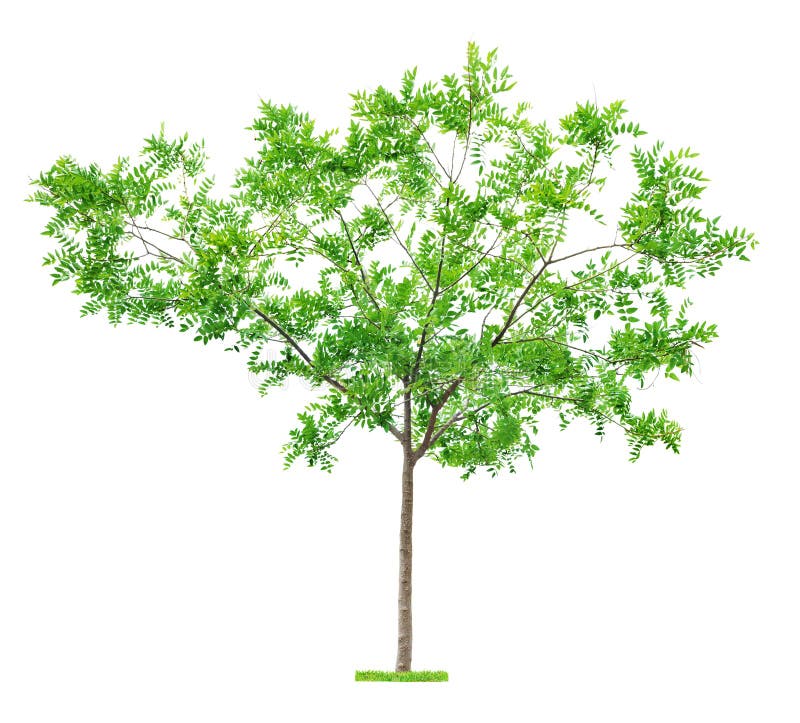 Tree on white background stock image. Image of leafy - 35529625