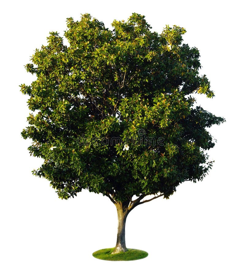 A Tree with a White Background No6 Stock Image - Image of season ...