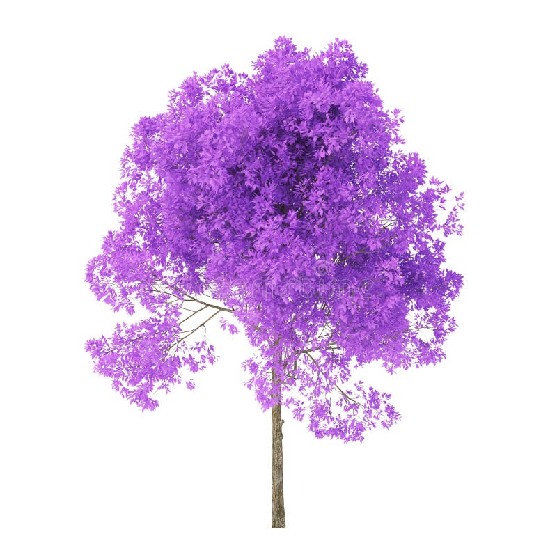 Tree on a White Background. Tree with Purple Foliage Stock Illustration ...