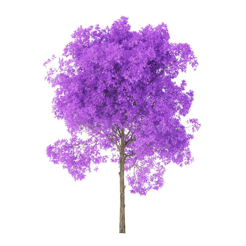 Tree on a White Background. Tree with Purple Foliage. Stock ...
