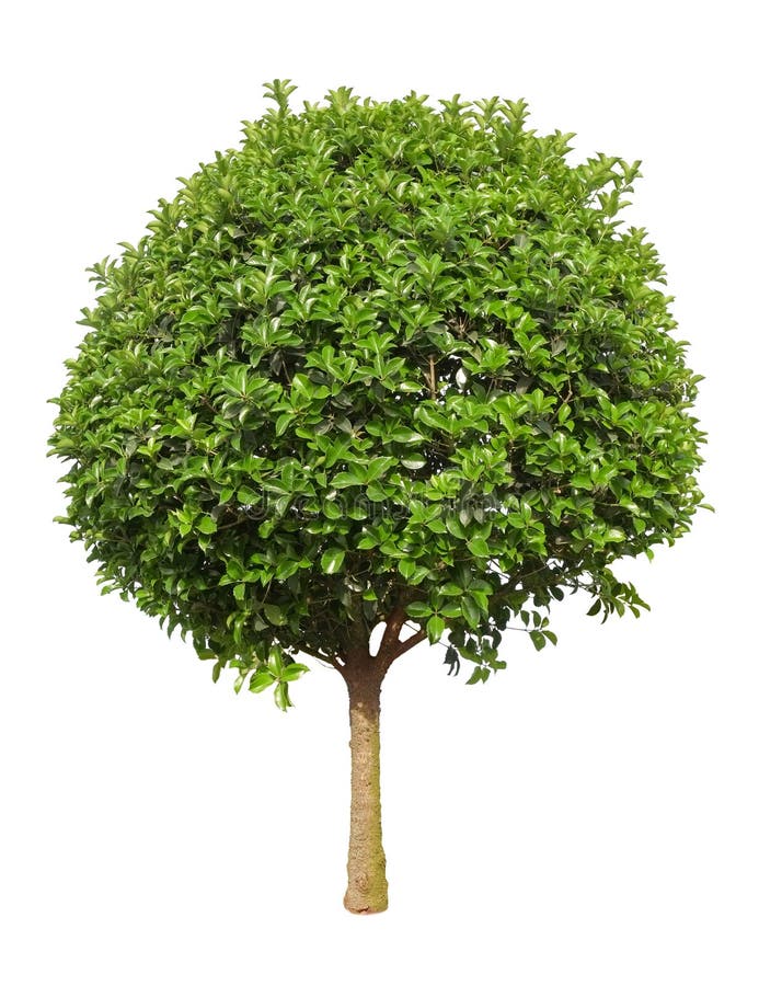 Tree on a white background stock photo. Image of countryside - 122701608