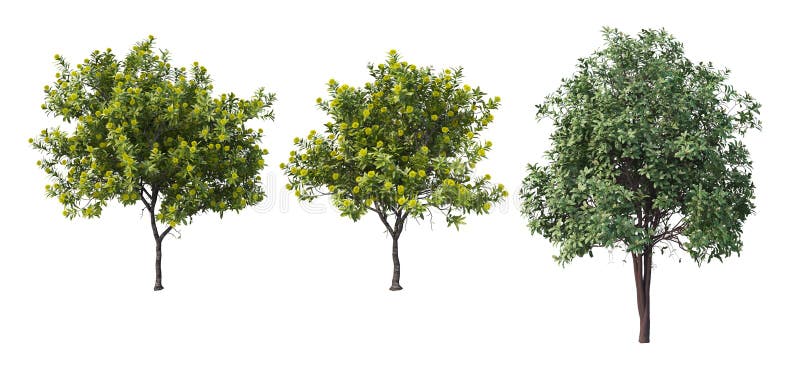 Tree on a white background stock illustration. Illustration of forest ...