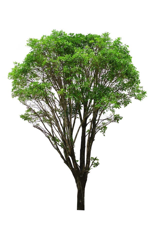 Tree on White Backgrounds,isolated Stock Image - Image of natural ...