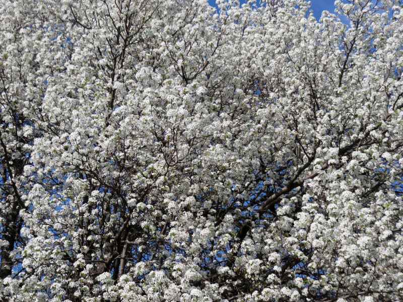 Tree with White Blossoms in Mid March Stock Photo - Image of white ...