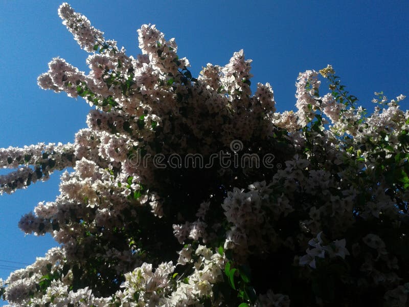 Tree with White Flowers in Back-light Stock Image - Image of garden ...