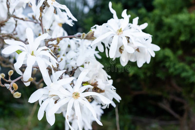 A Tree with White Flowers. a Flowering Tree Stock Photo - Image of ...