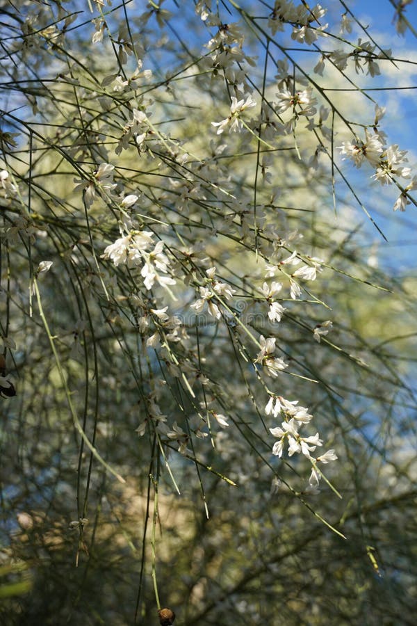 Tree with White Flowers on Long Thin Bare Stems Stock Photo - Image of ...
