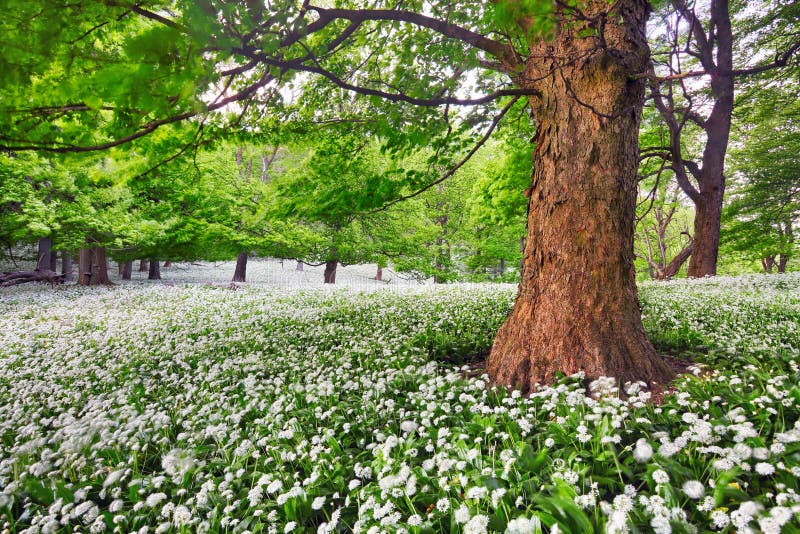 Tree in White Flowers Meadow, Beauty Forest Landscape Stock Photo ...