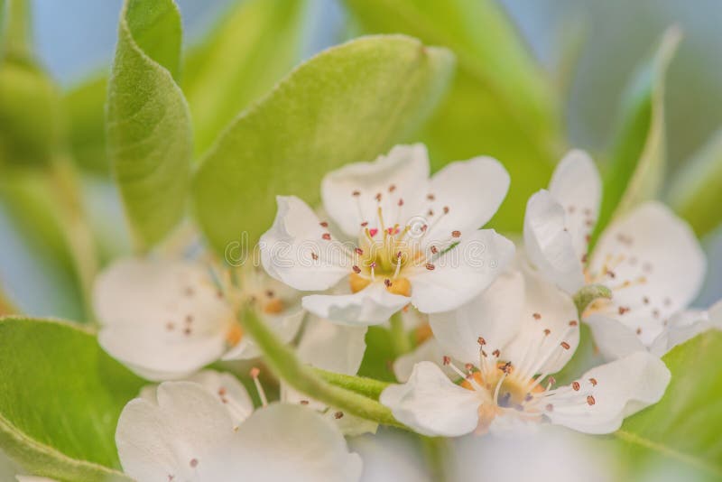 Tree with White Flowers in Spring in April. Springtime Stock Image ...