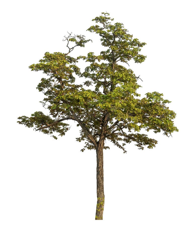 1,135 Tree Alpha Texture Stock Photos - Free & Royalty-Free Stock ...