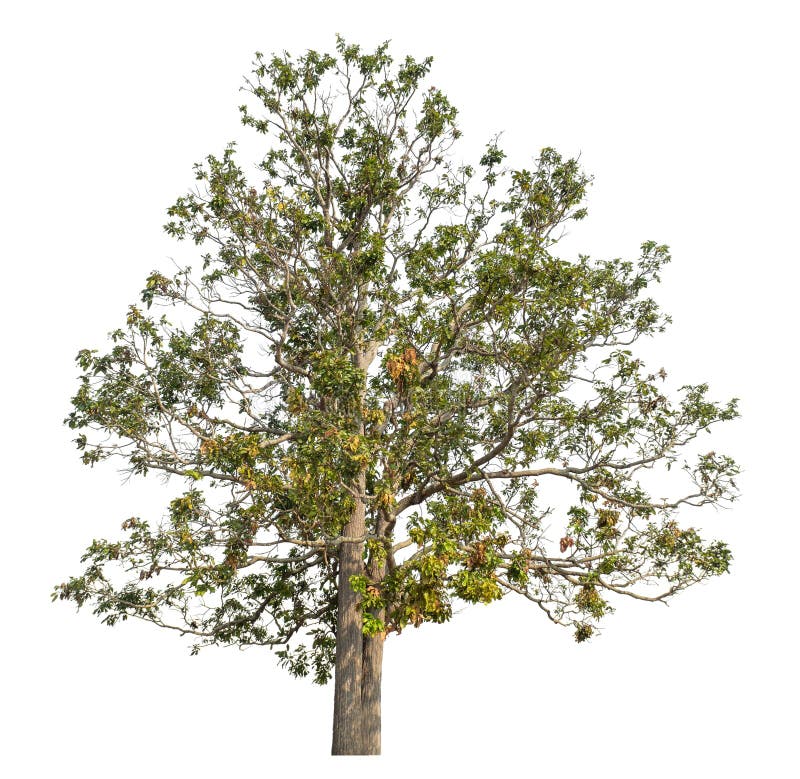 1,078 Tree Alpha Texture Stock Photos - Free & Royalty-Free Stock ...