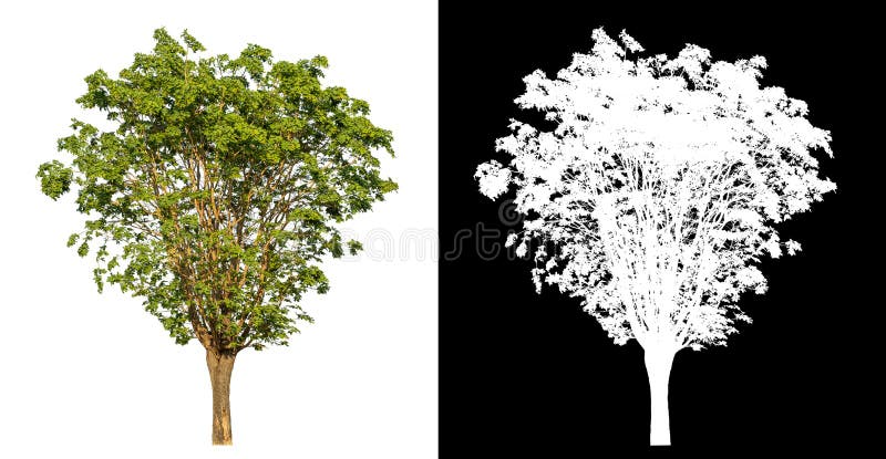 Tree on White Picture Background with Clipping Path, Single Tree with ...