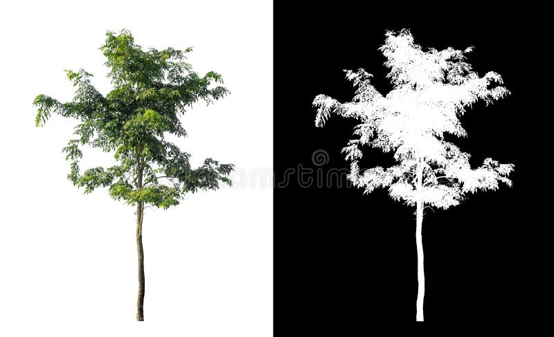 622 Tree Alpha Texture Stock Photos - Free & Royalty-Free Stock Photos ...