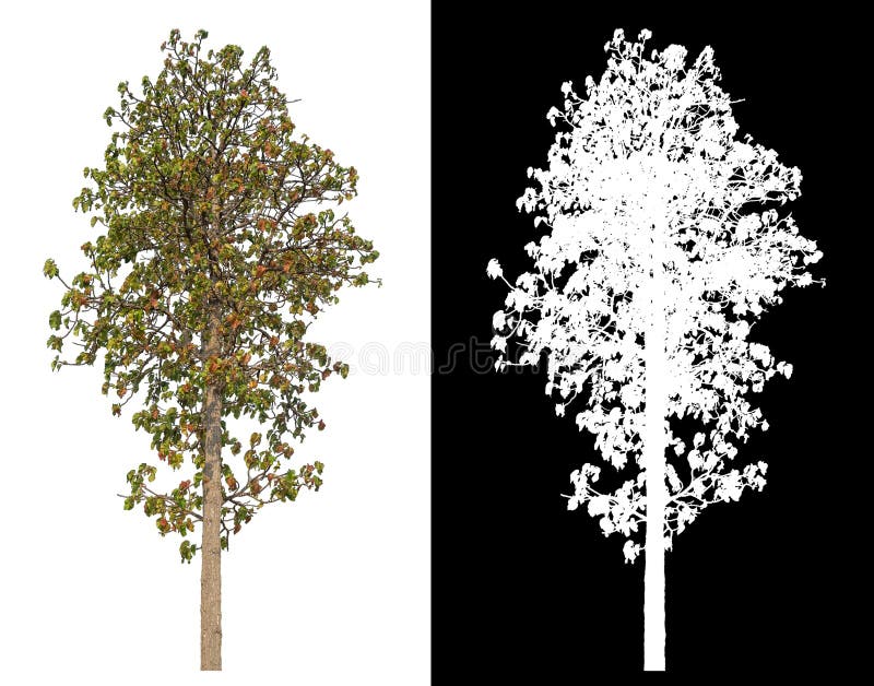 Tree on White Picture Background with Clipping Path, Single Tree with ...