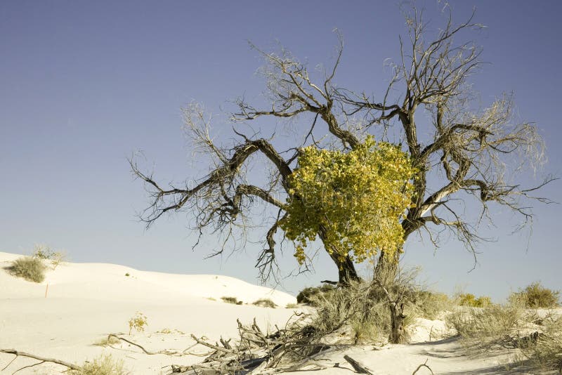 Tree at White Sands National Monument Stock Image - Image of monument ...