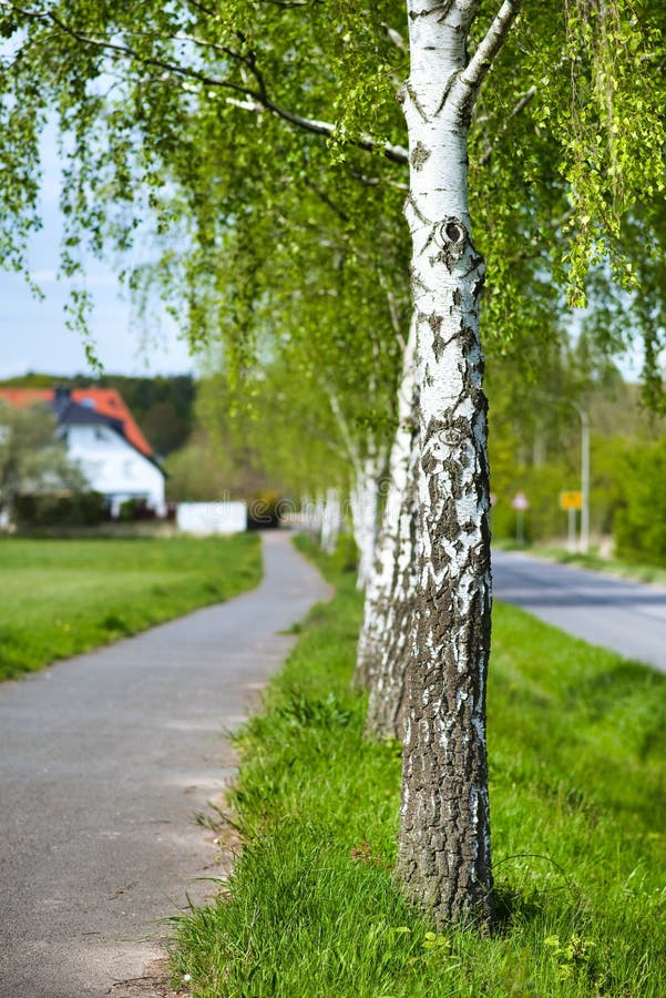 Tree. White Trunk, Birch Near the Road Stock Image - Image of plant ...