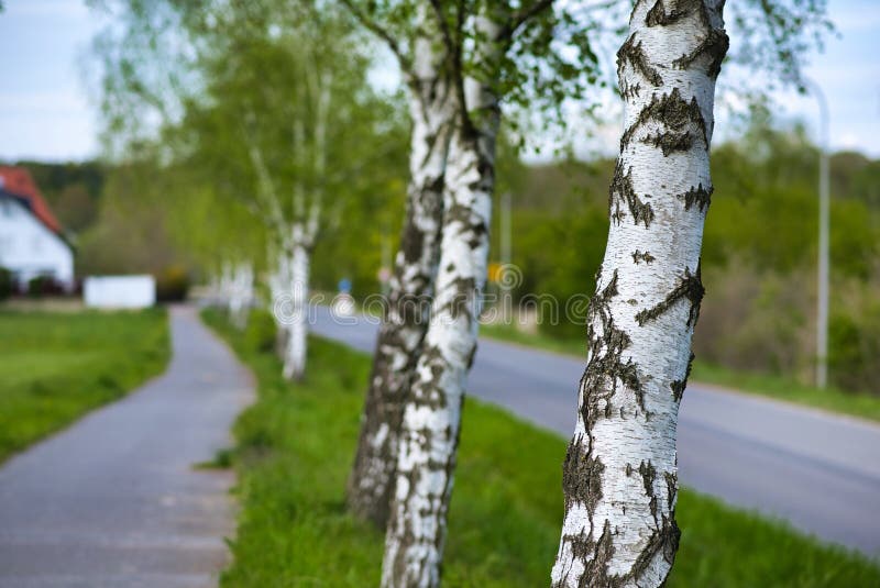 Tree. White Trunk, Birch Near the Road Stock Photo - Image of timber ...