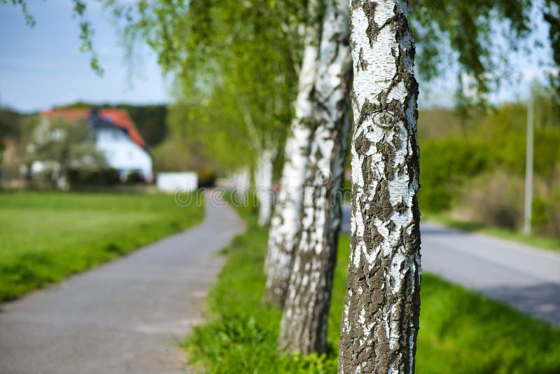 Tree. White Trunk, Birch Near the Road Stock Image - Image of trunk ...