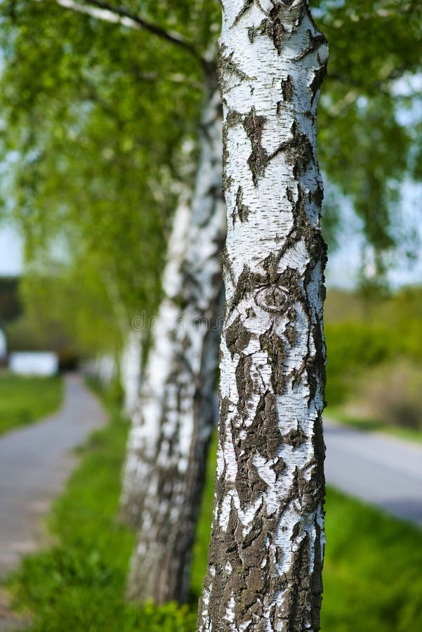 The Trunk of a Birch Tree. Black and White Stripes and Cracked Natural ...