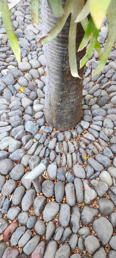 A Tree Whose Bottom is Surrounded by Small Stones Stock Photo - Image ...