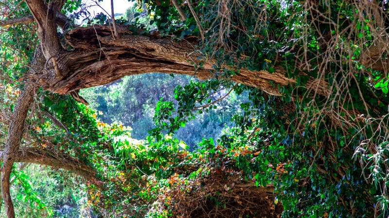 A Tree Whose Branches Form the Man Face Stock Image - Image of plant ...