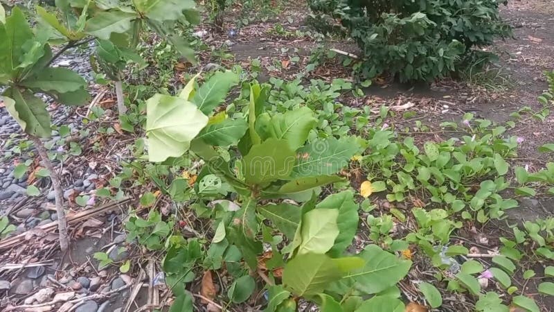 A Tree Whose Leaves are Blown by the Wind. Stock Video - Video of ...