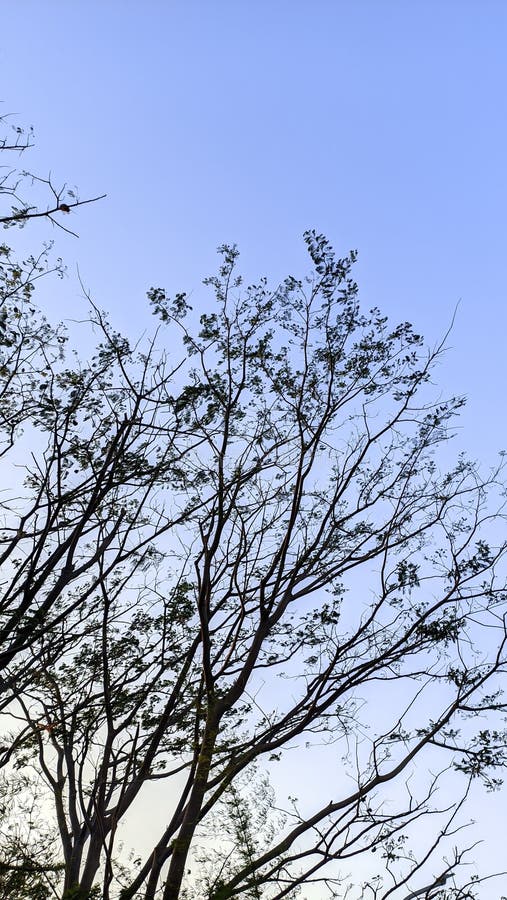 A Tree Whose Leaves are Falling Stock Photo - Image of floral, forest ...