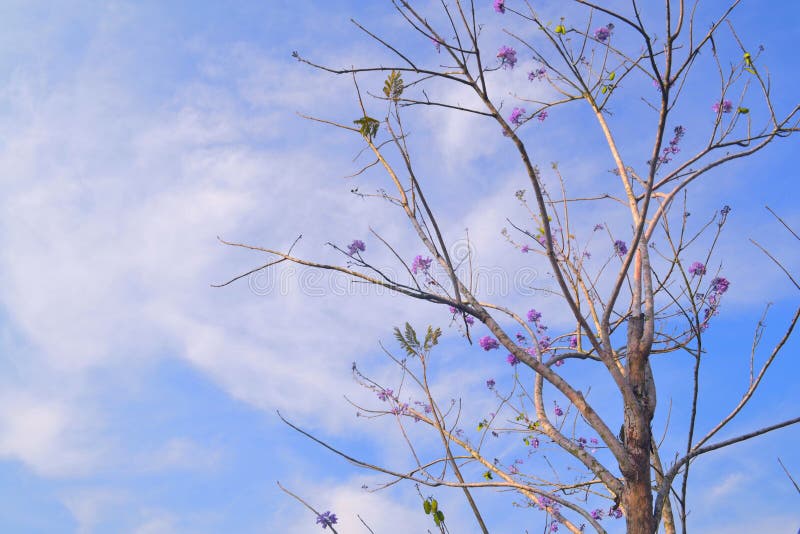 A Tree Whose Leaves are Gone, only the Flowers Stock Photo - Image of ...