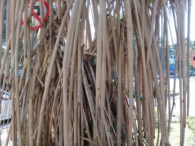 A Tree Whose Roots Hang Outside the Ground Stock Photo - Image of ...