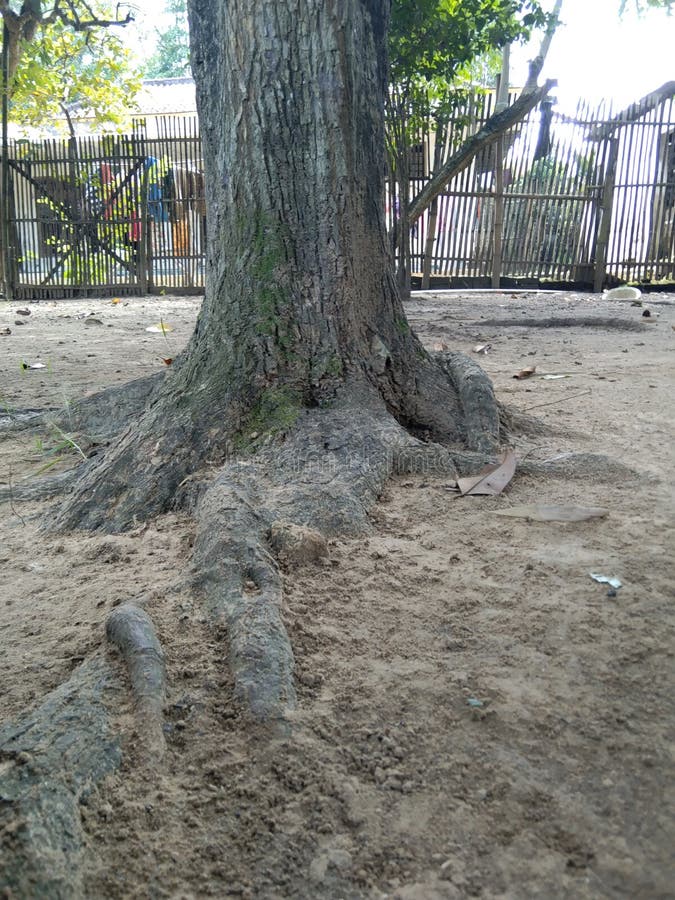 A Tree Whose Roots Protrude Slightly and Whose Trunk Rises Upward Stock ...