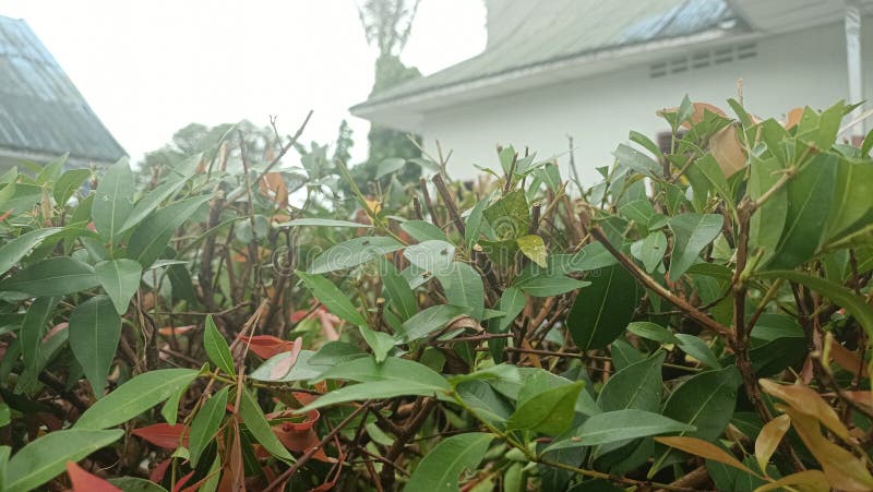 A Tree Whose Top Has Been Cut Off Stock Image - Image of evergreen ...