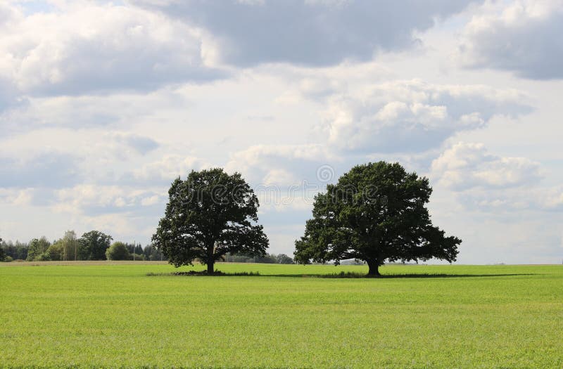 Tree with Wide Branches in the Center of a Large Village Field Stock ...
