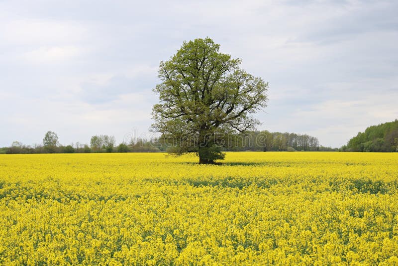 Tree with Wide Branches in the Center of a Large Village Field Stock ...