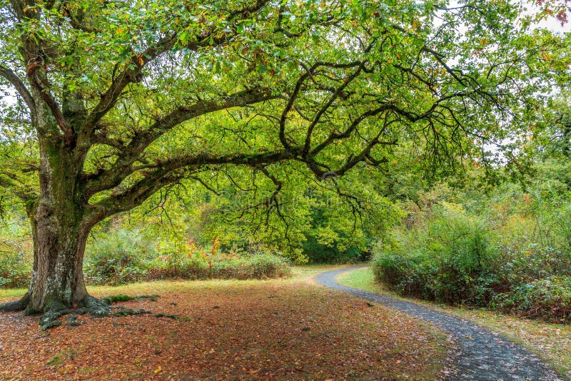 Tree with Wide Branches and Green Leaves beside a Winding Path in the ...