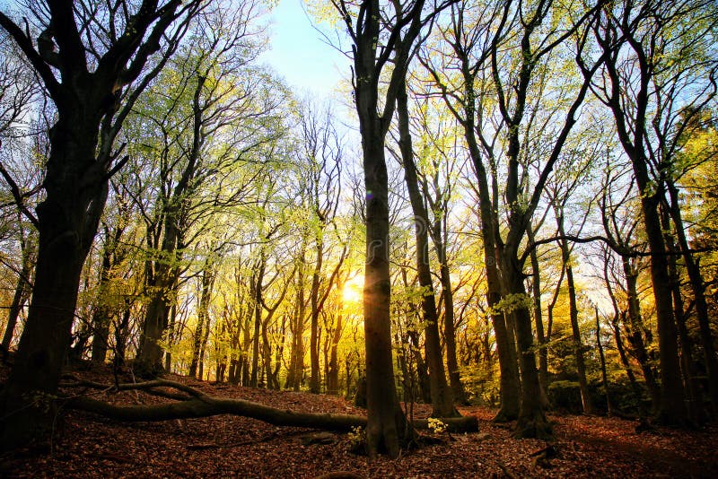 Tree in Wild Forest in Nature Stock Image - Image of mist, background ...