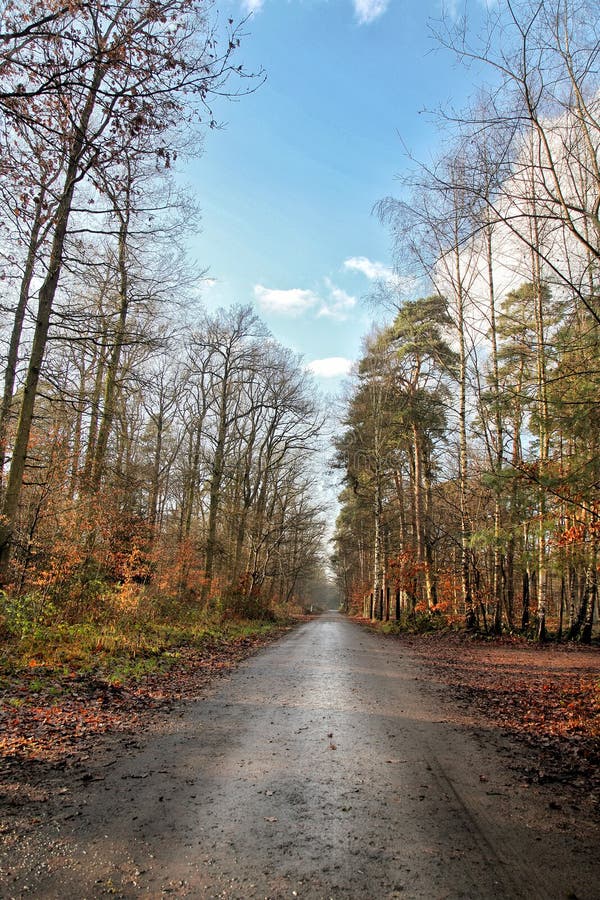 Tree in Wild Forest in Nature Stock Image - Image of mist, background ...