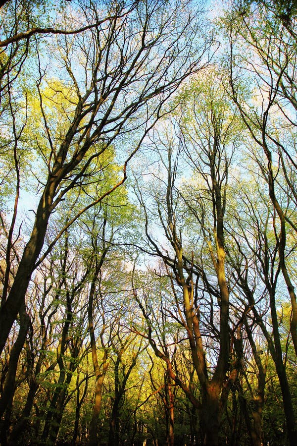 Tree in Wild Forest in Nature Stock Image - Image of mist, background ...