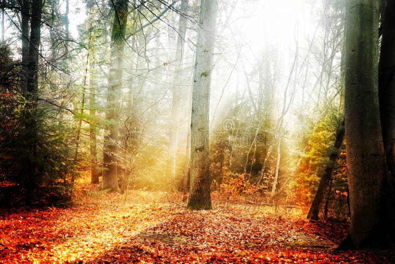Tree in Wild Forest in Nature Stock Image - Image of mist, background ...