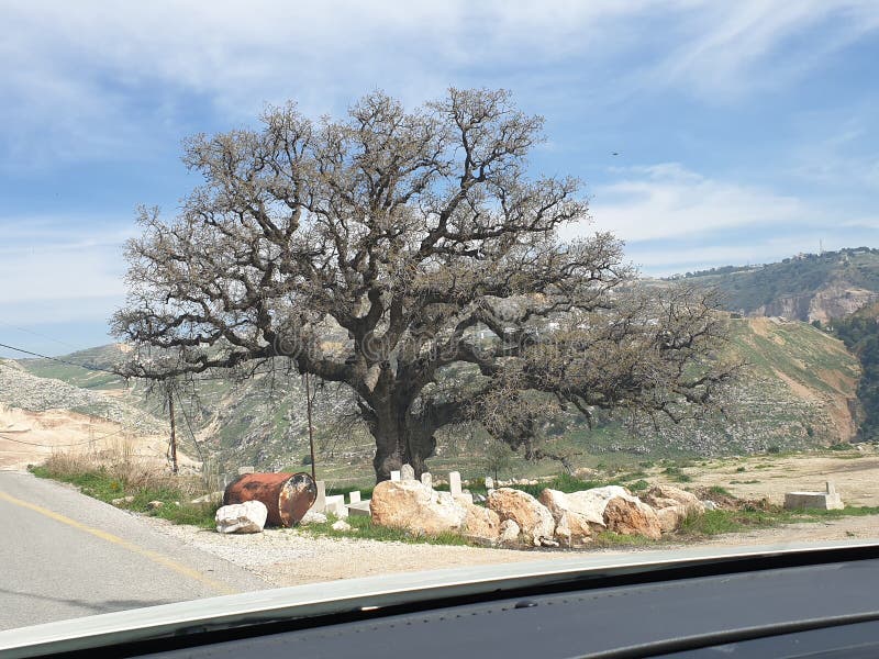 Tree wild jordan stock photo. Image of wild, produce - 179540982