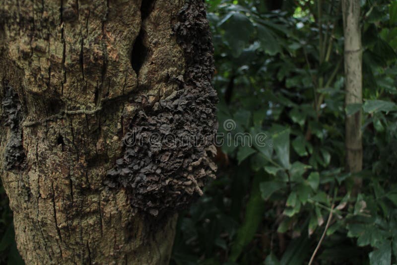 Tree stock image. Image of fores, hold, wild, lump, trunk - 42607665